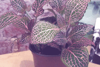 Housing Precedent Studies - Caleb Shea Sillars _Works